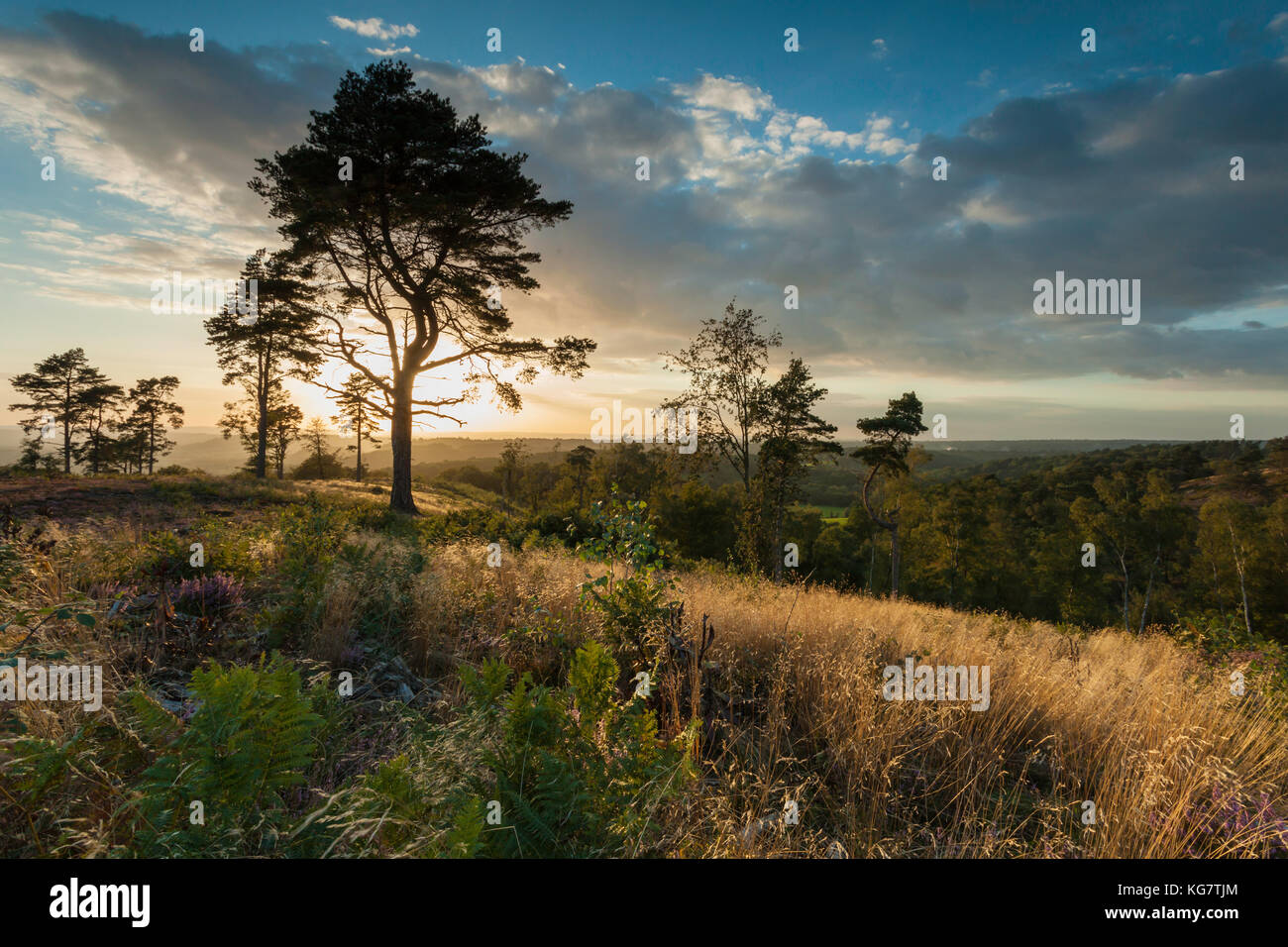 Summer sunset at Blackdown, South Downs National Park, West Sussex ...