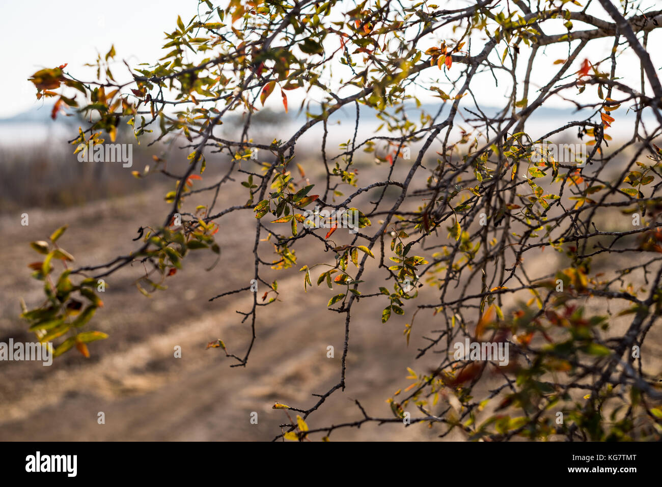 Trees on nature trail in early morning golden light Stock Photo - Alamy