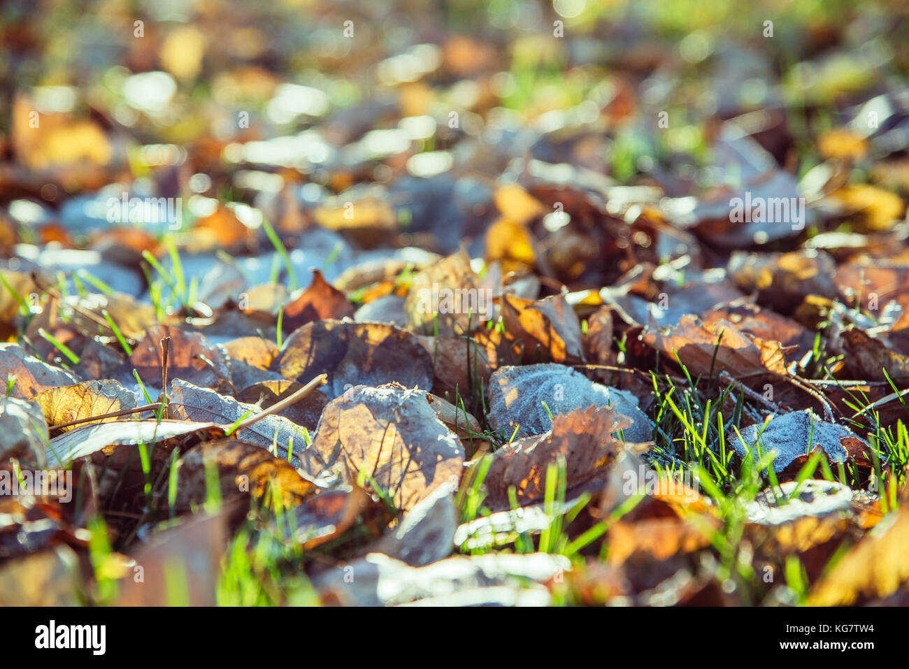 Shallow aperture hi-res stock photography and images - Alamy