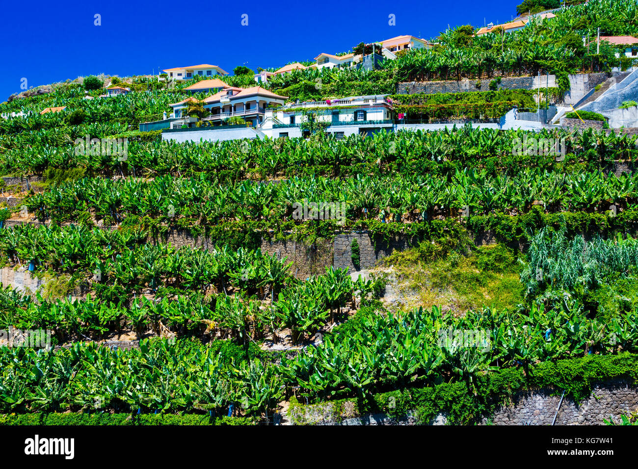Madeira Banana Plantation High Resolution Stock Photography and Images ...