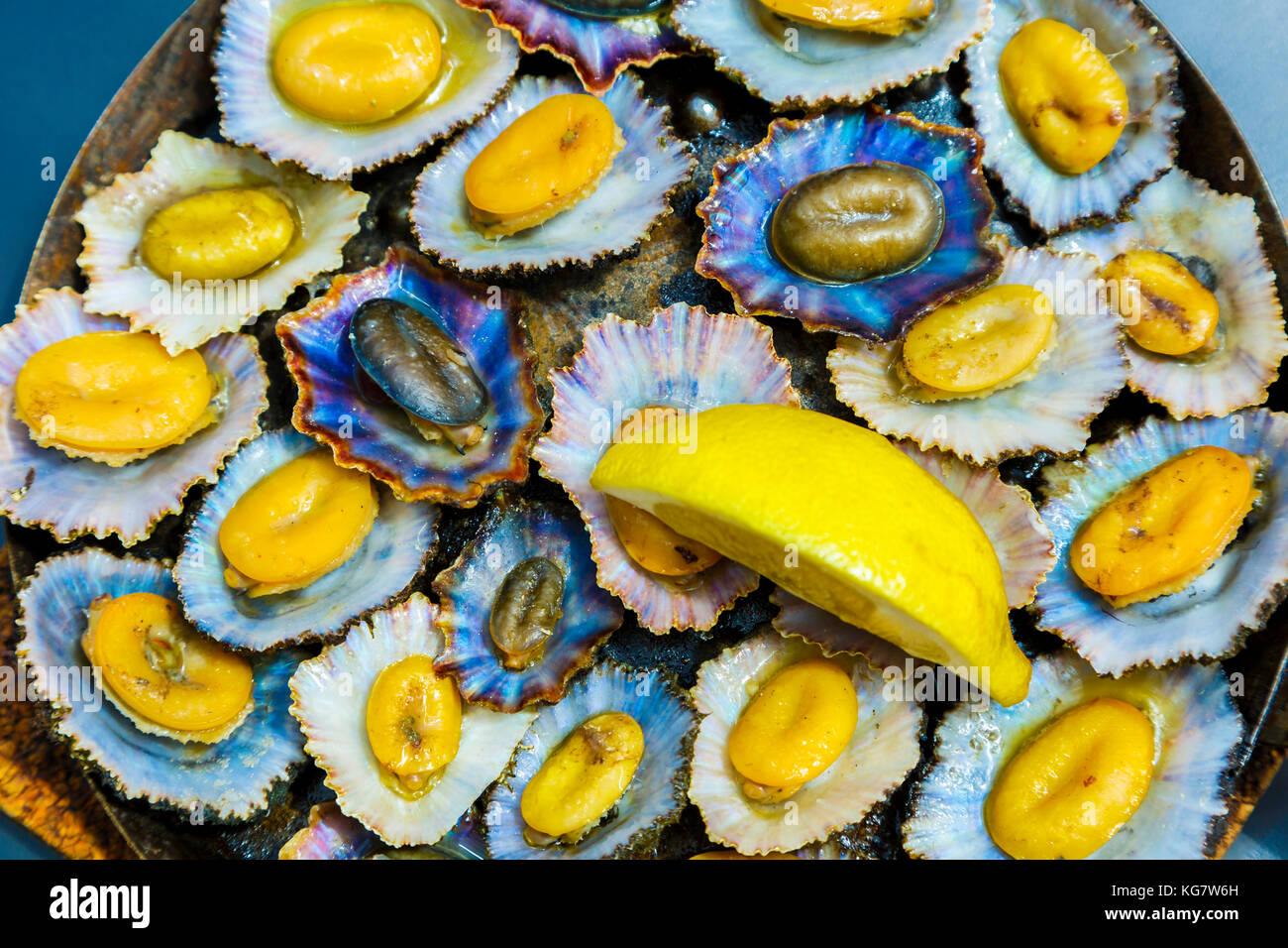 Common limpet common european limpet hi-res stock photography and ...