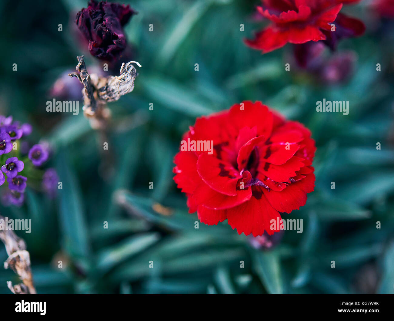 beautiful small red flowers Stock Photo - Alamy