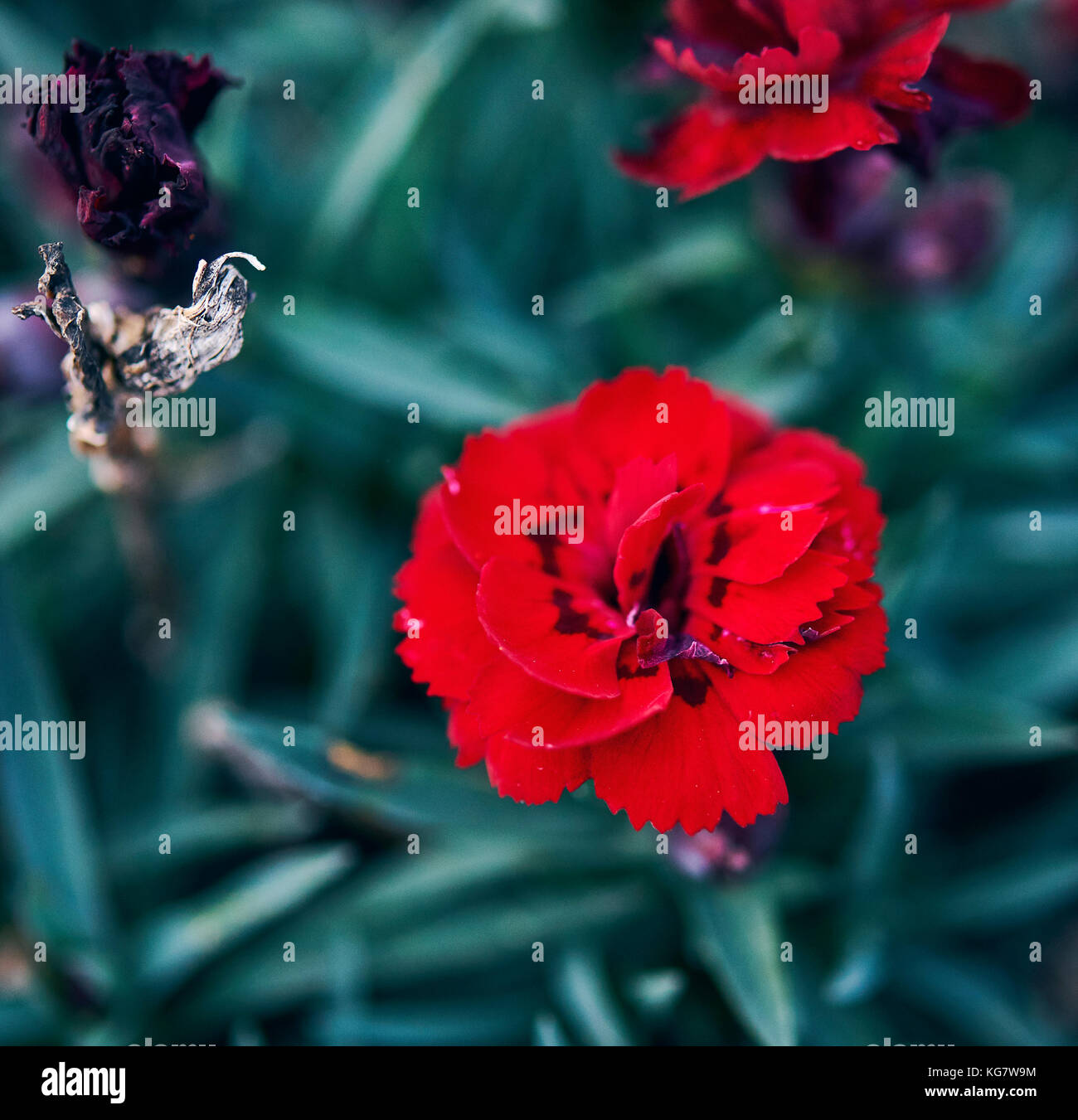 beautiful small red flowers Stock Photo - Alamy