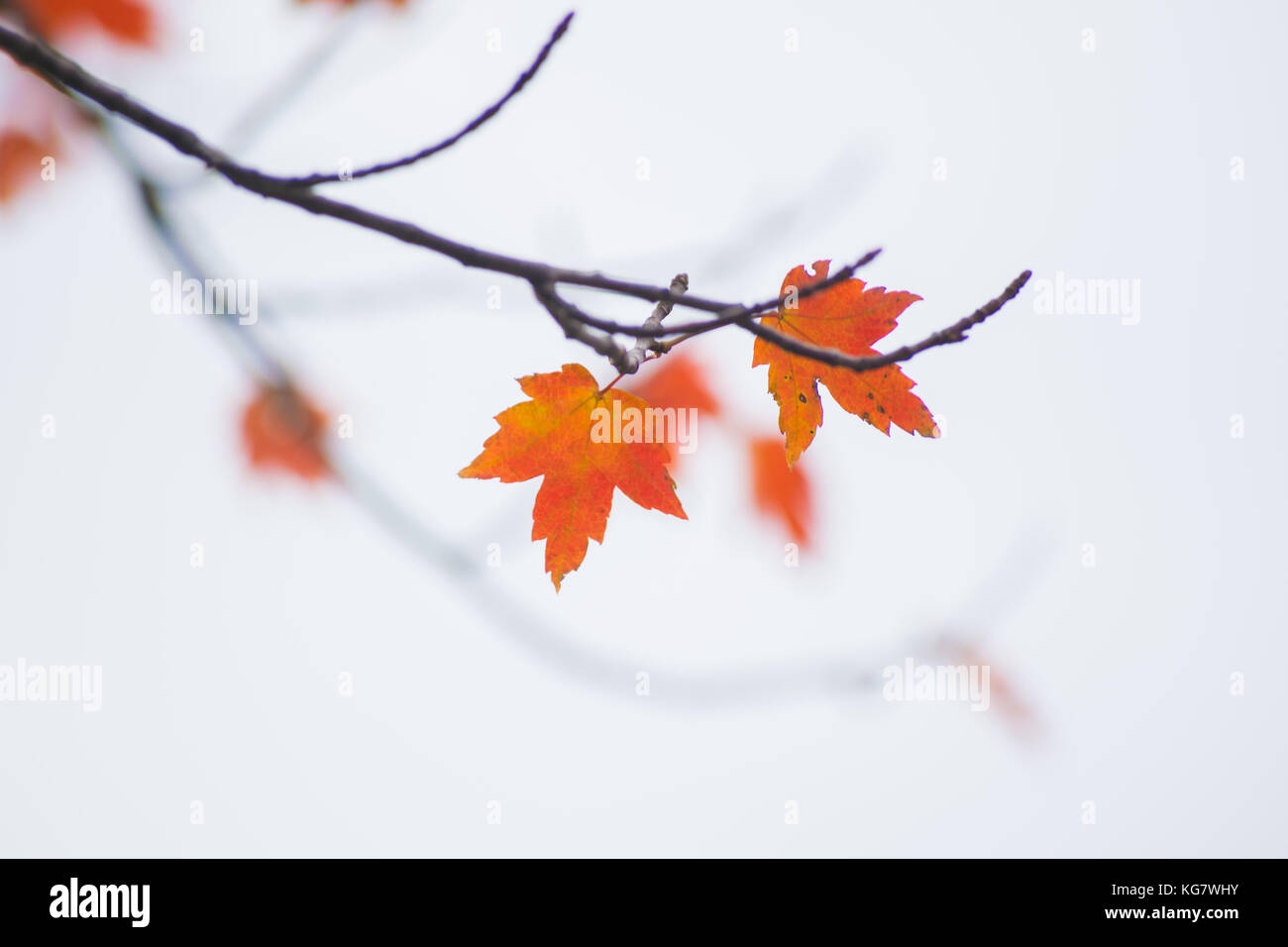 Maple_leaf hi-res stock photography and images - Alamy