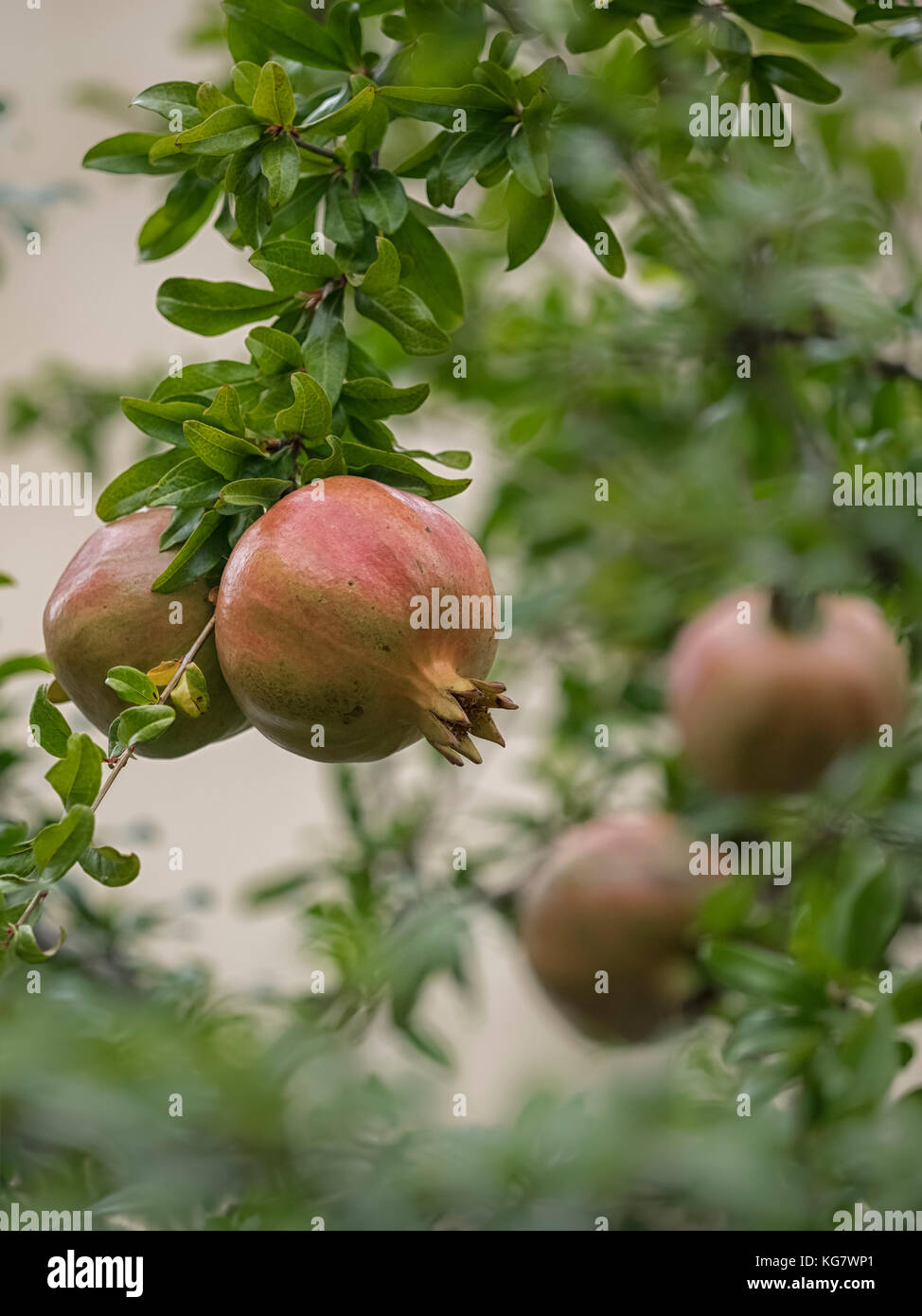 Pomegranates growing on tree in France Stock Photo - Alamy