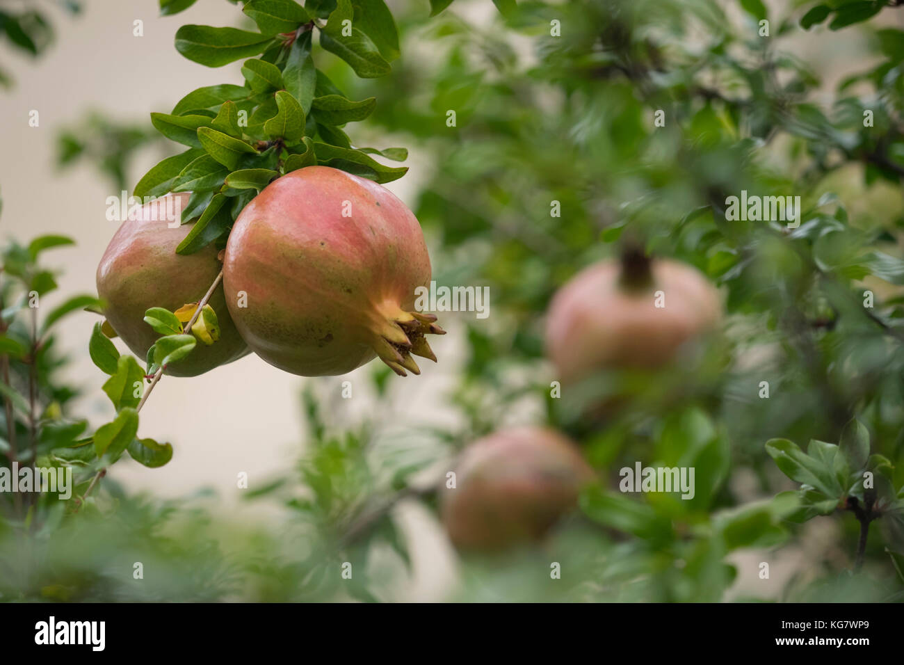 Growing Pomegranate Tree High Resolution Stock Photography and Images ...
