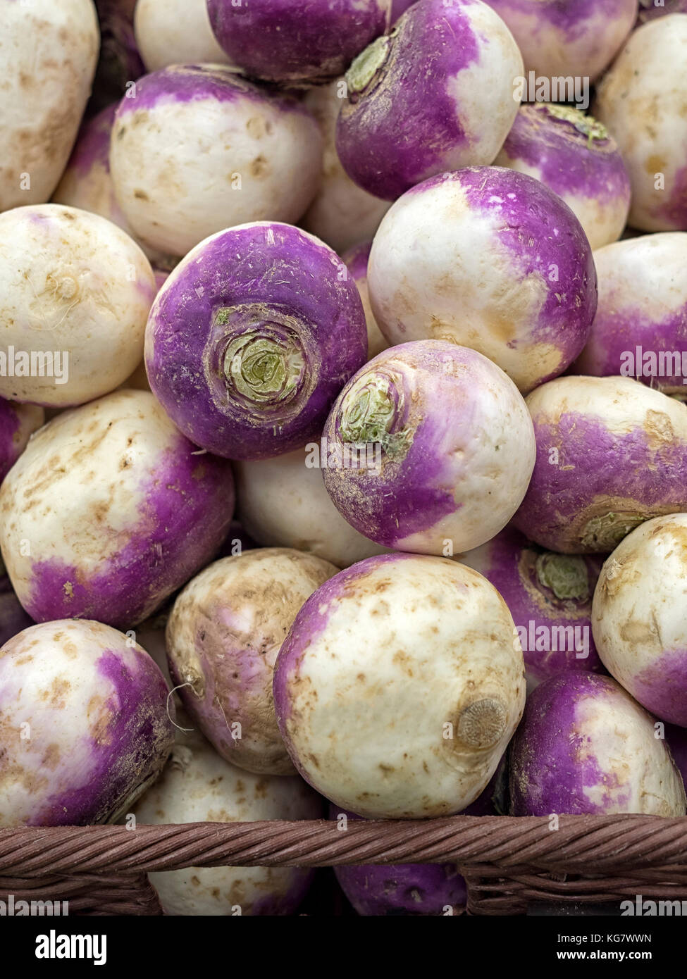 Turnip Vegetable