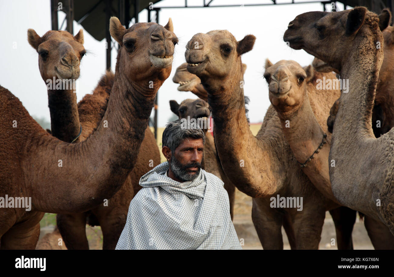 Indian livestock farmers wait for customers during Jhiri Fair at ...