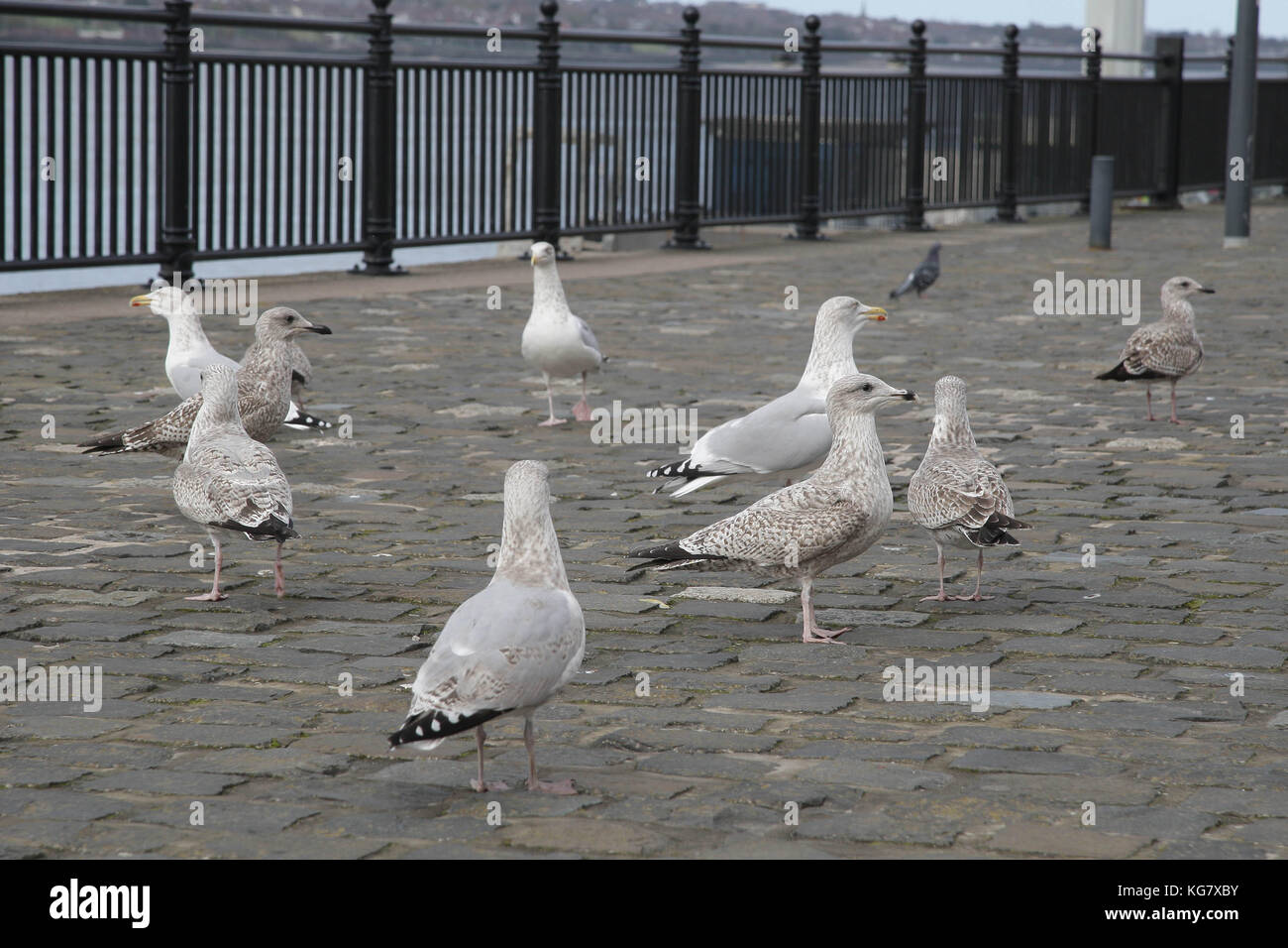 Landscapes and landmarks of Liverpool Stock Photo - Alamy