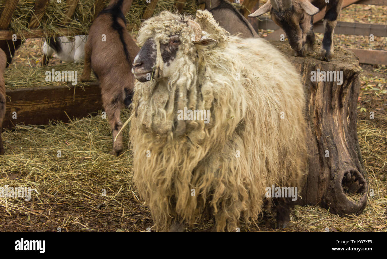 Angora goat, a lot of white wool, wool rolled into dreadlocks stand on ...