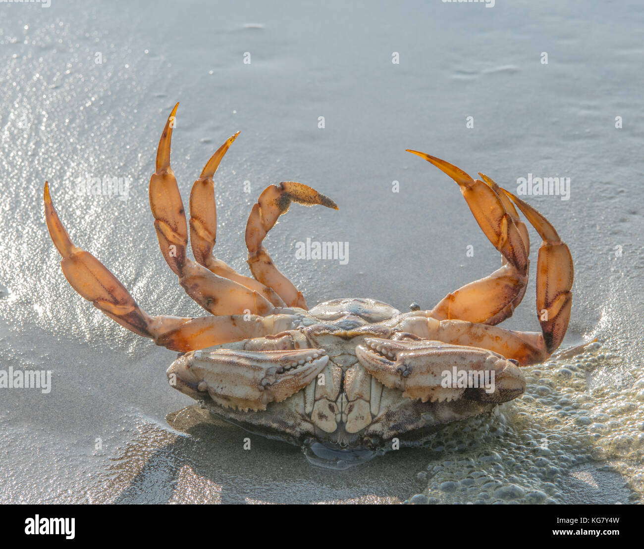 Overturned Crab on Beach from power of wave Stock Photo - Alamy