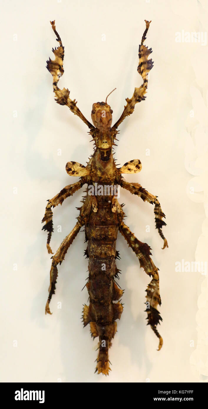 Extatosoma popa carlbergi stick insect isolated Stock Photo - Alamy