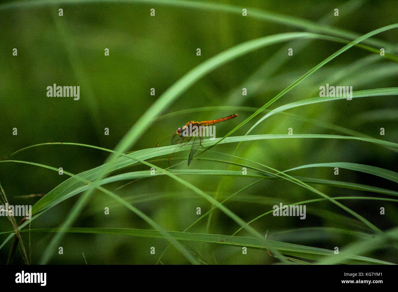 Dragonfly photography hi-res stock photography and images - Alamy