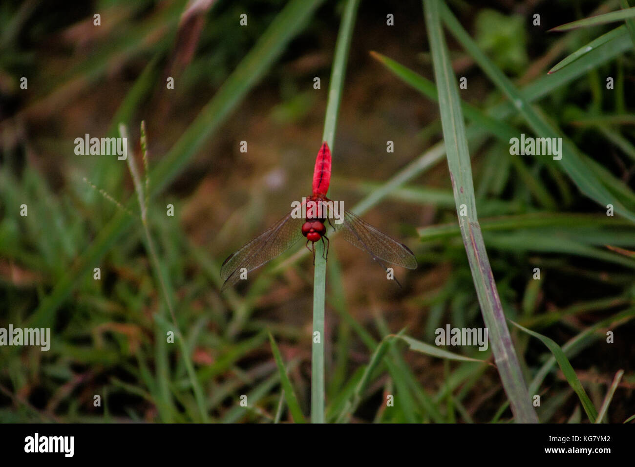 Macro photography of dragonfly hi-res stock photography and images - Alamy