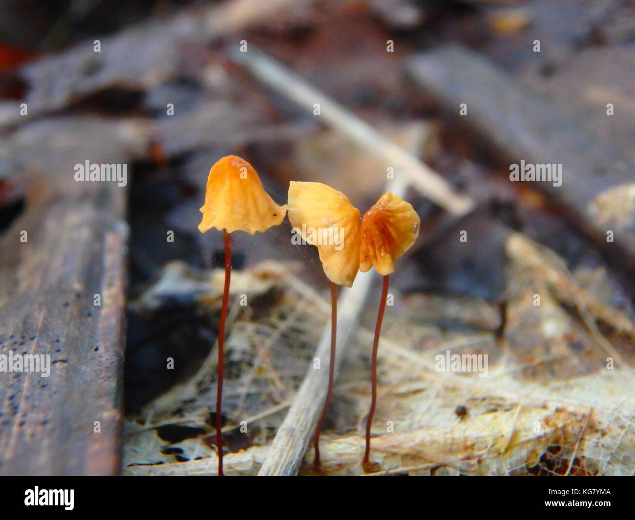 Love triangle of Mushroom Stock Photo - Alamy