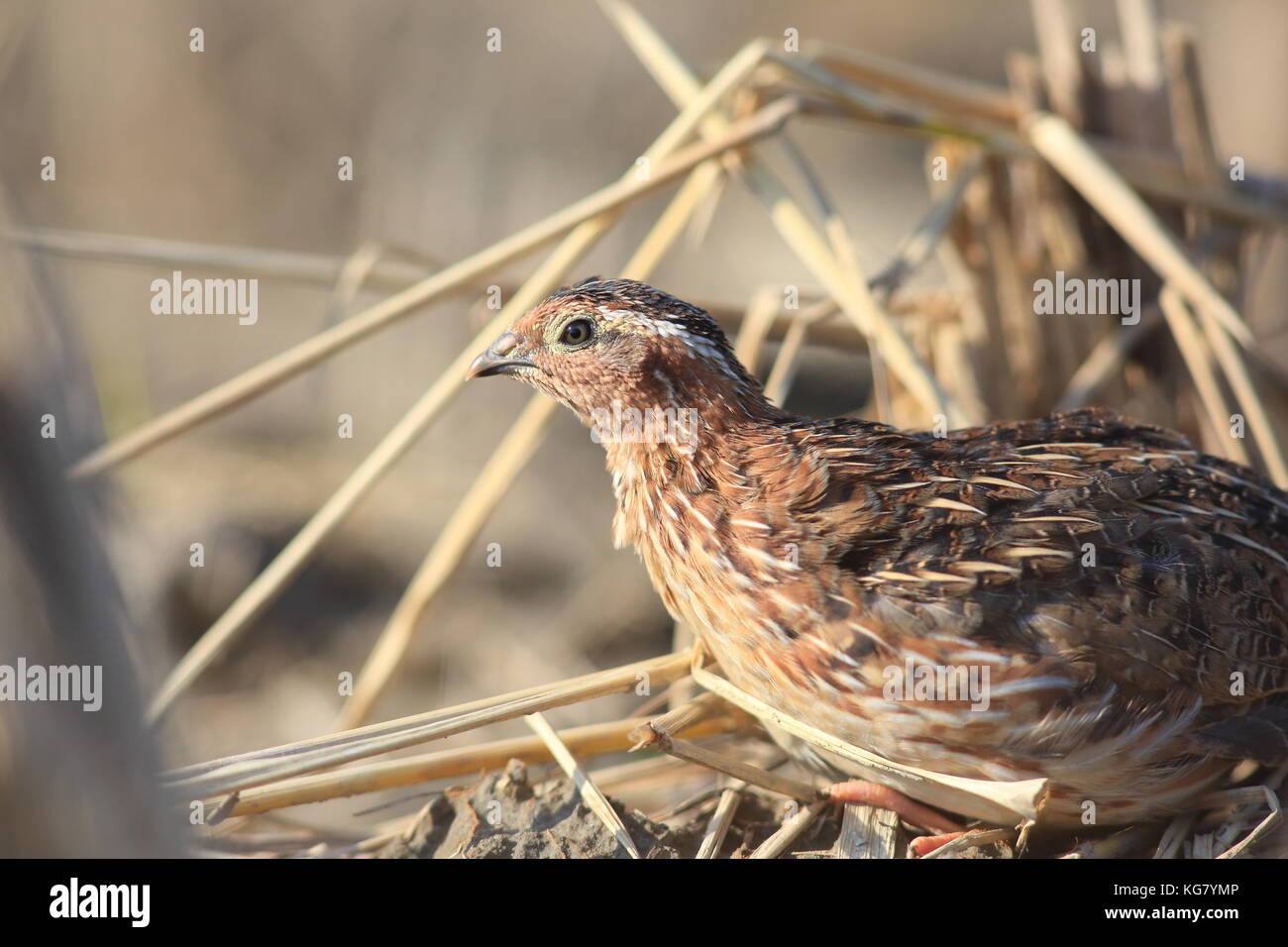 Japanese Quail Coturnix Japonica Japanese Quail