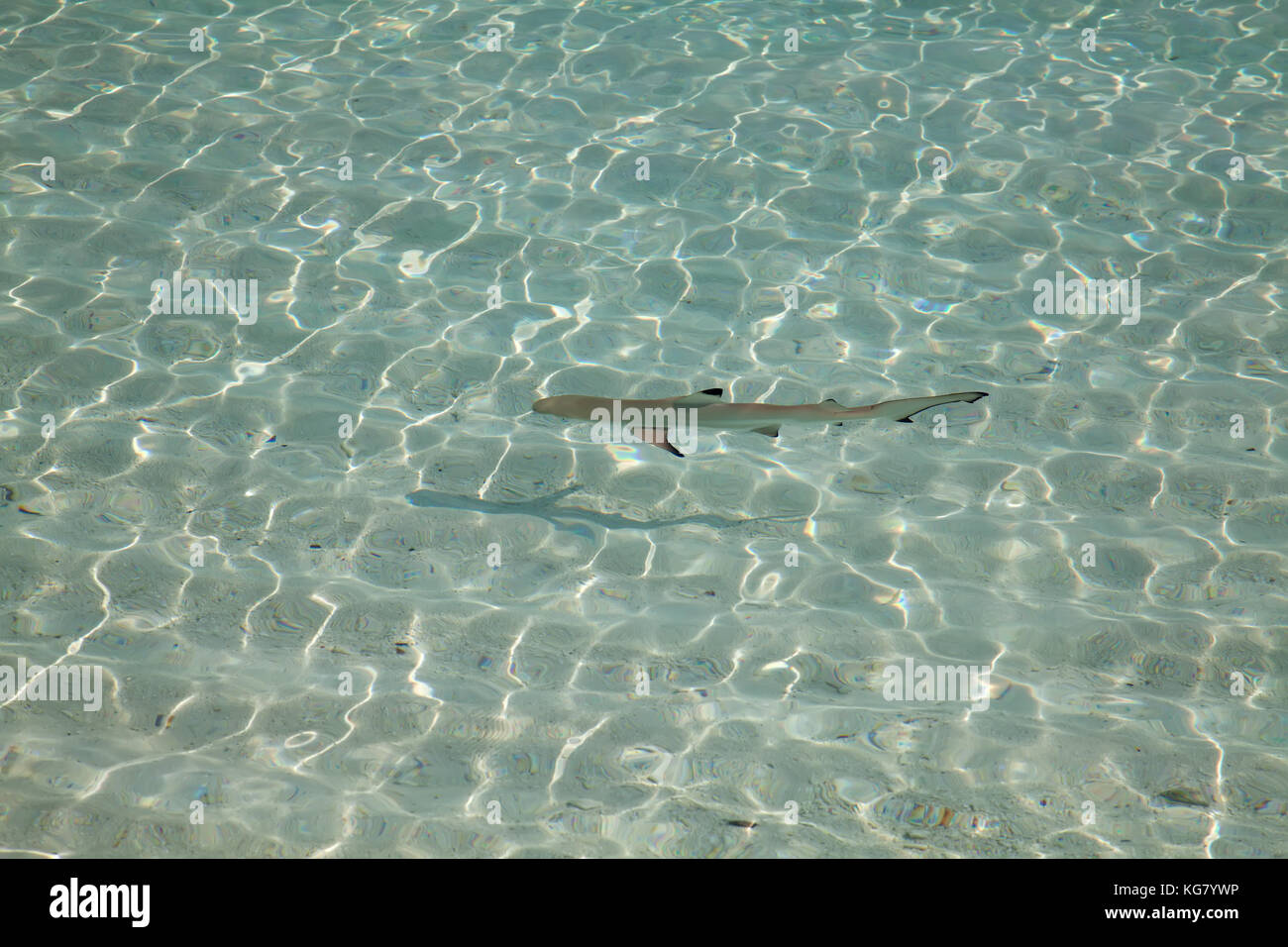 Blacktip reef shark (Carcharhinus melanopterus) in the shallow water ...