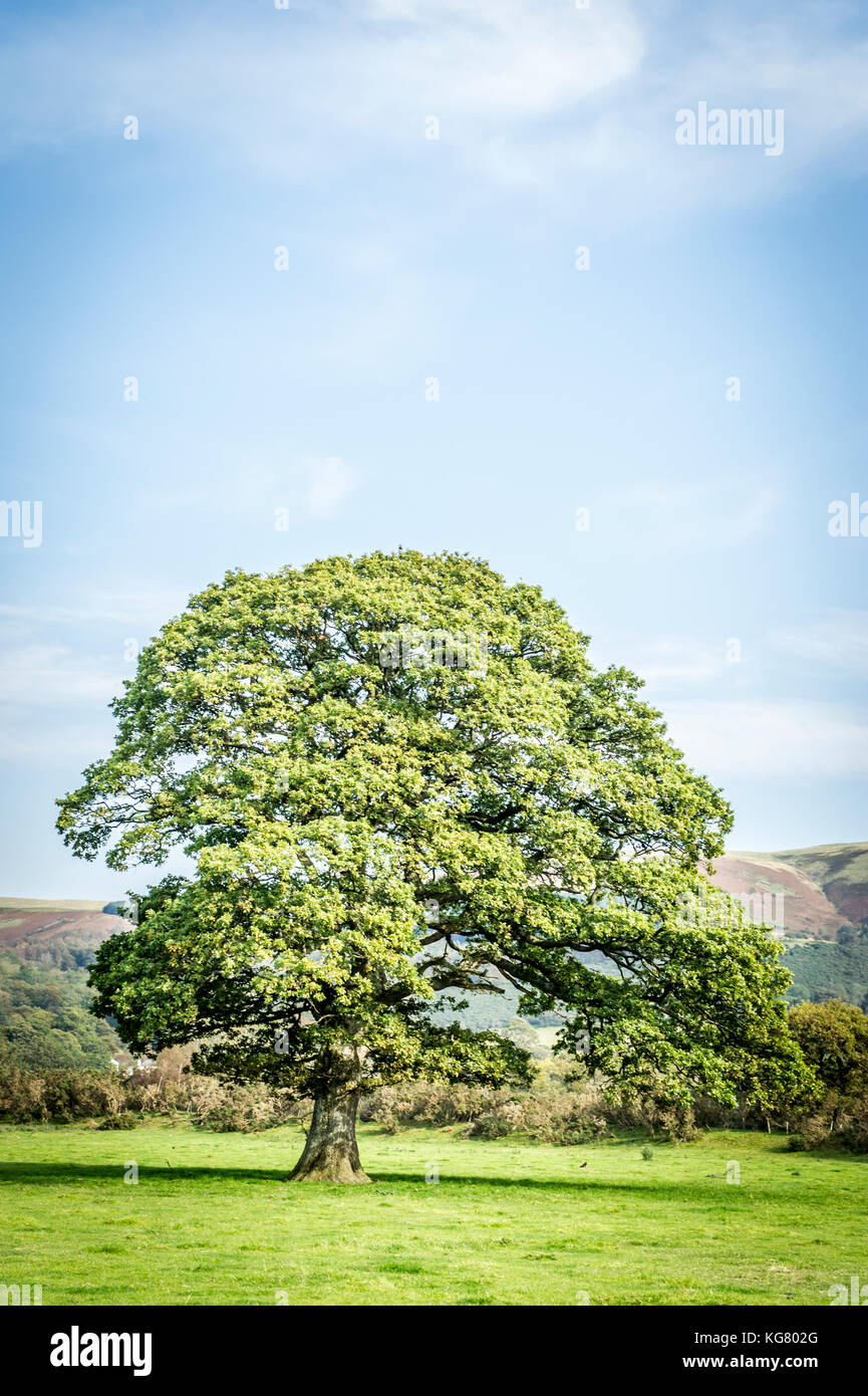 Oak tree standing alone in a meadow in the Lake District Stock Photo ...