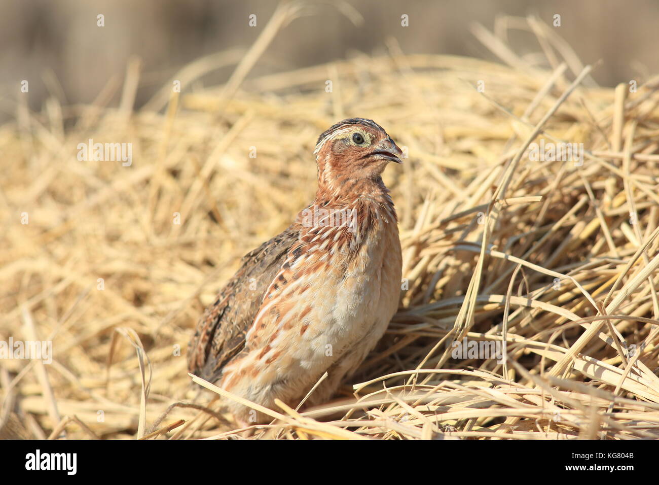 Japanese quail (Coturnix japonica) male in Japan Stock Photo - Alamy