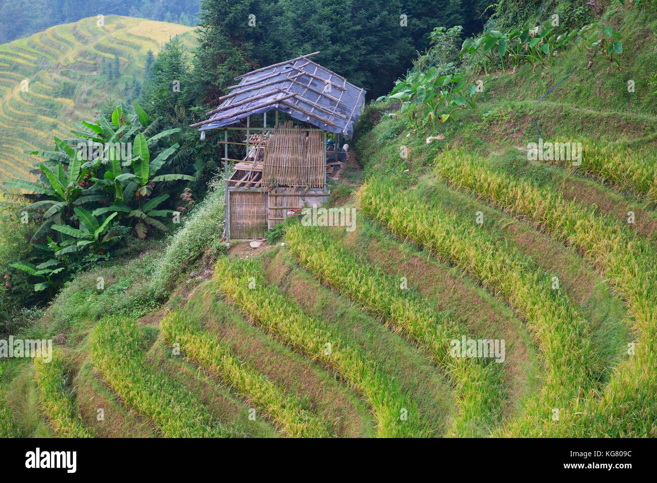 The Longsheng Rice Terraces(Dragon's Backbone) also known as Longji ...