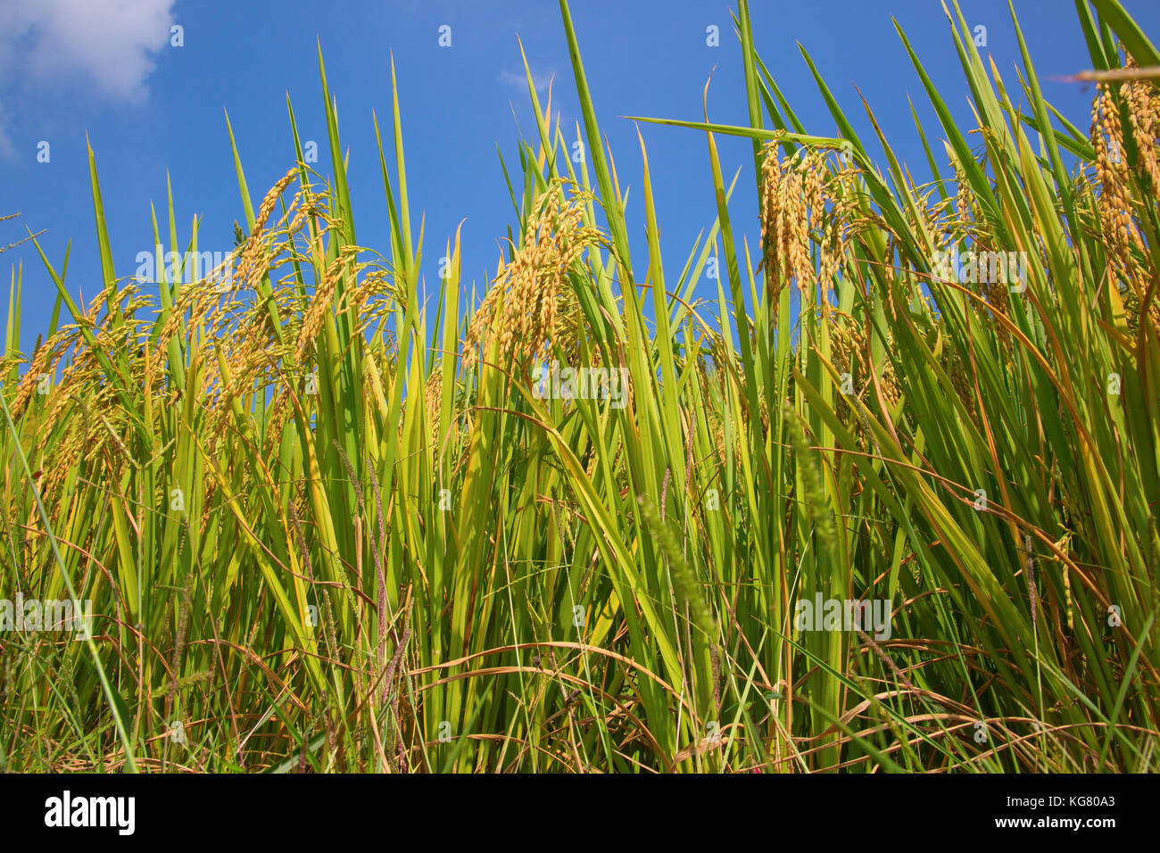 The Longsheng Rice Terraces(Dragon's Backbone) also known as Longji ...