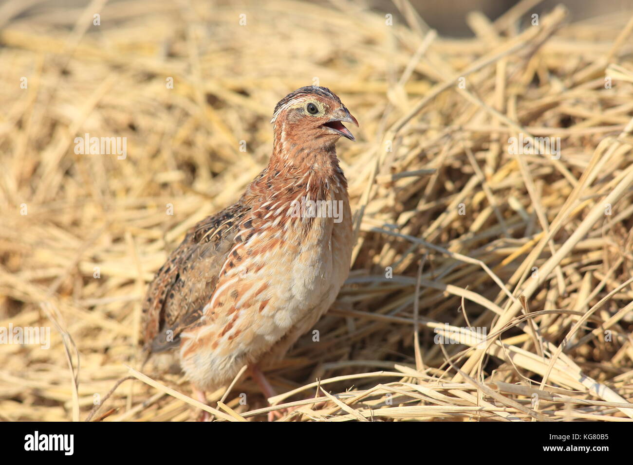Japanese quail (Coturnix japonica) male in Japan Stock Photo - Alamy