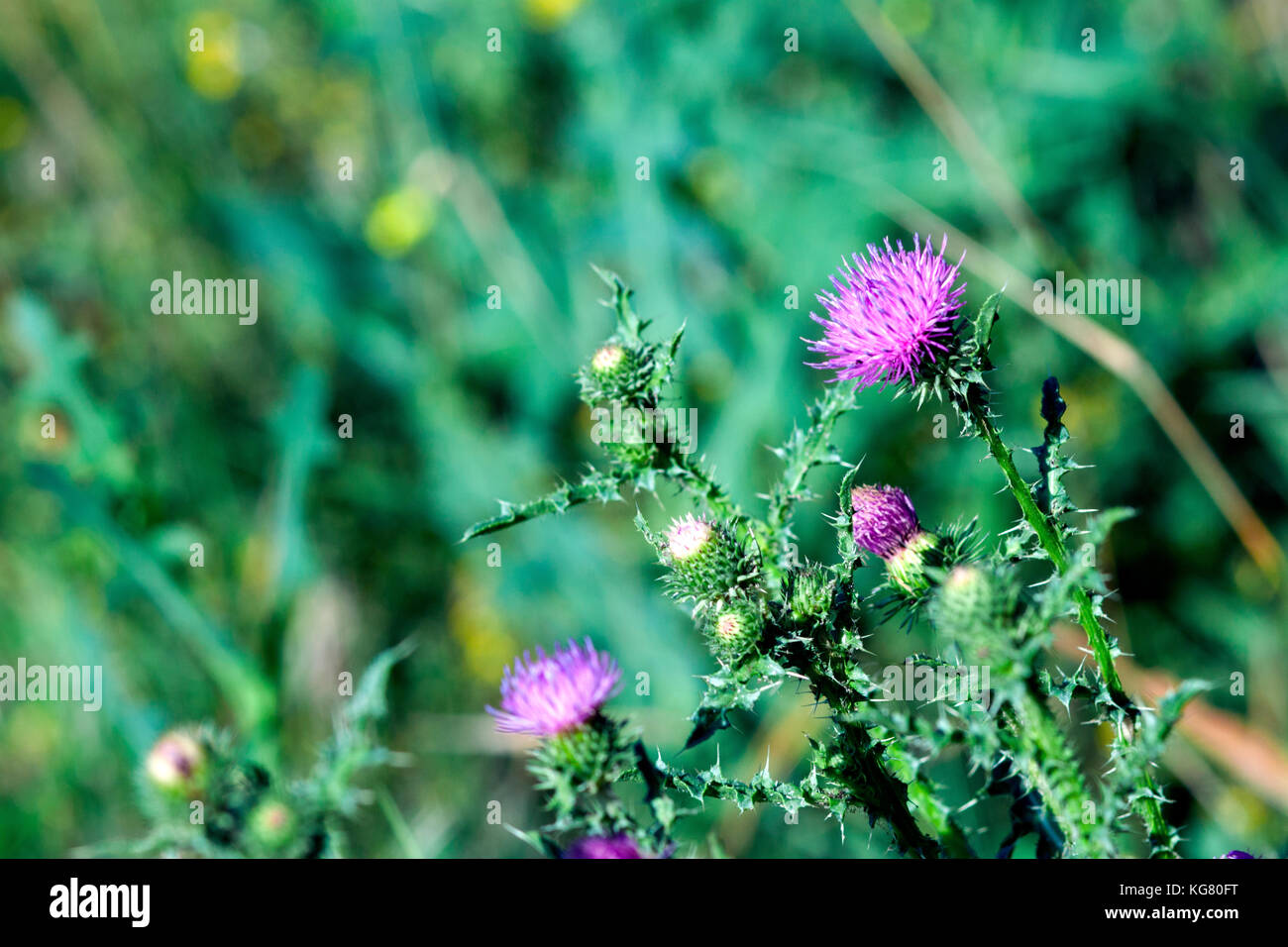pink milk thistle flower in bloom in spring Stock Photo - Alamy