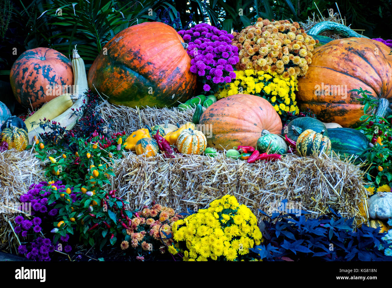 nice autumn set of pumpkins and hay Stock Photo - Alamy
