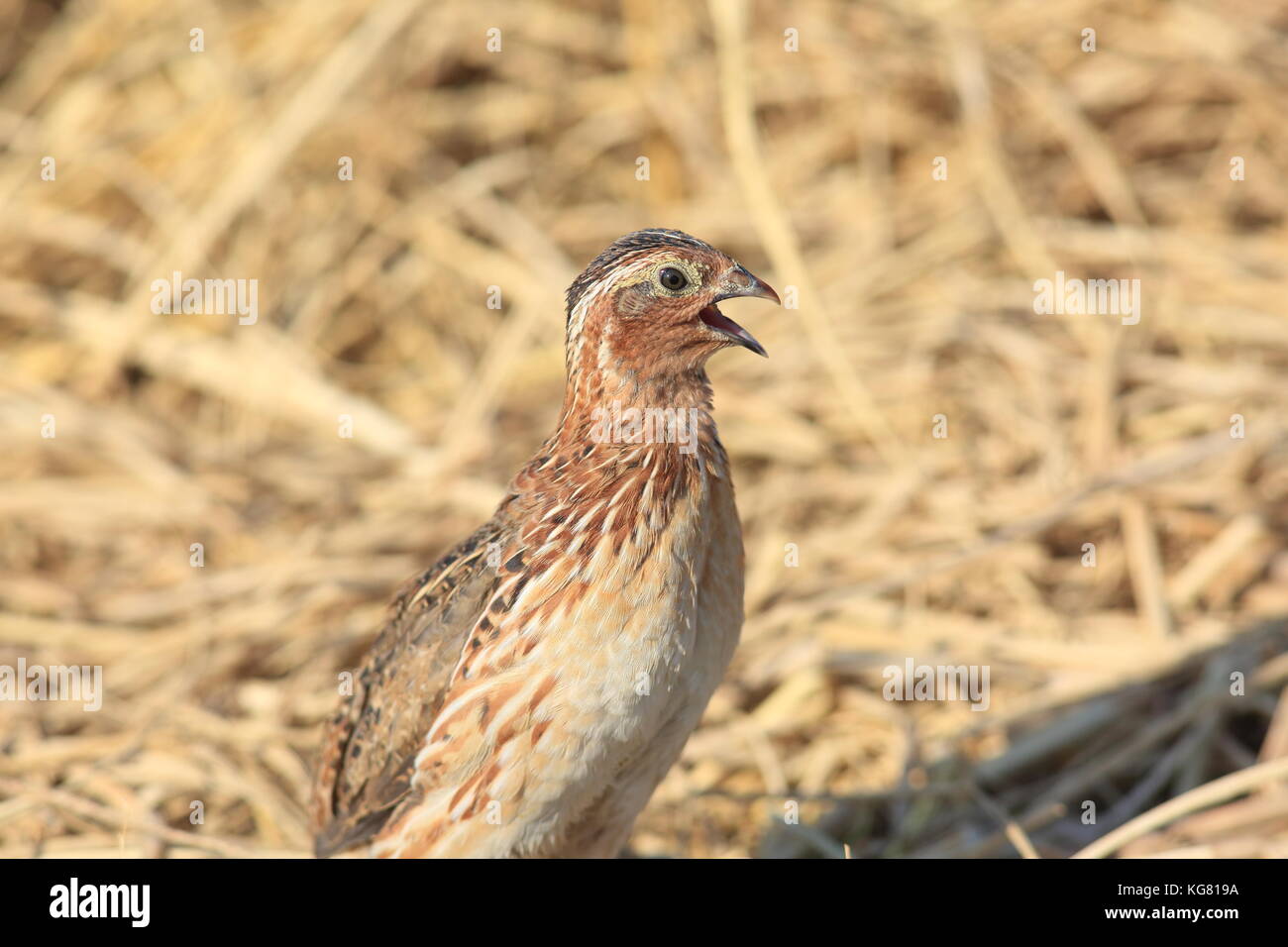 Japanese quail (Coturnix japonica) male in Japan Stock Photo - Alamy