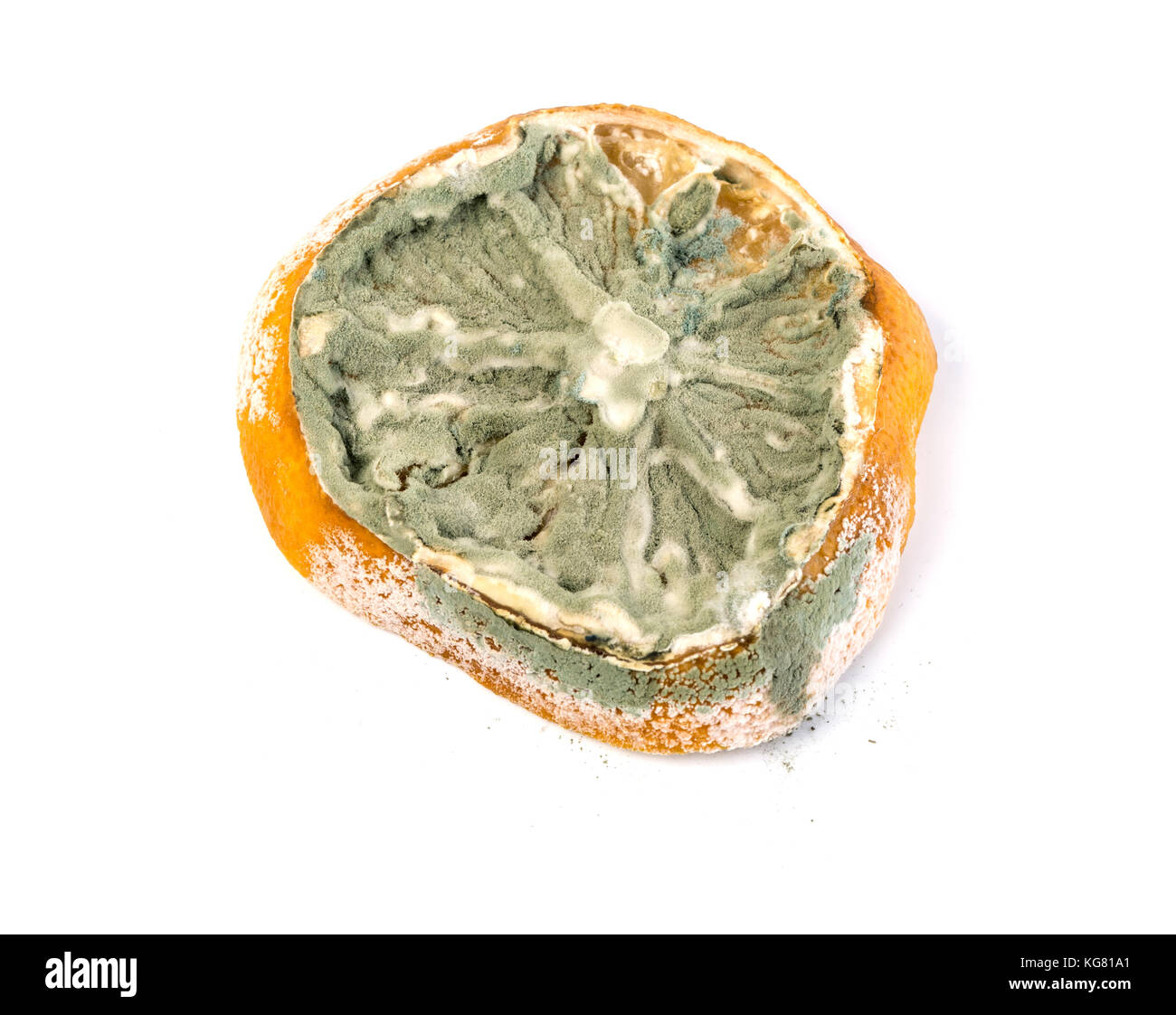 Rotten, moldy and decomposing organic lemon isolated on white ...