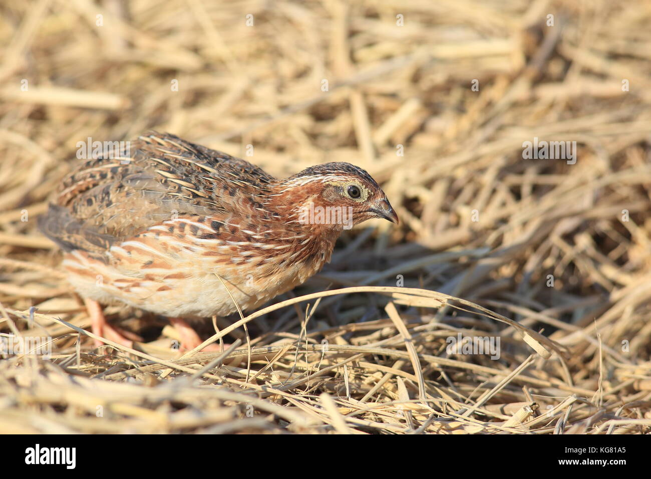 Japanese quail (Coturnix japonica) male in Japan Stock Photo - Alamy
