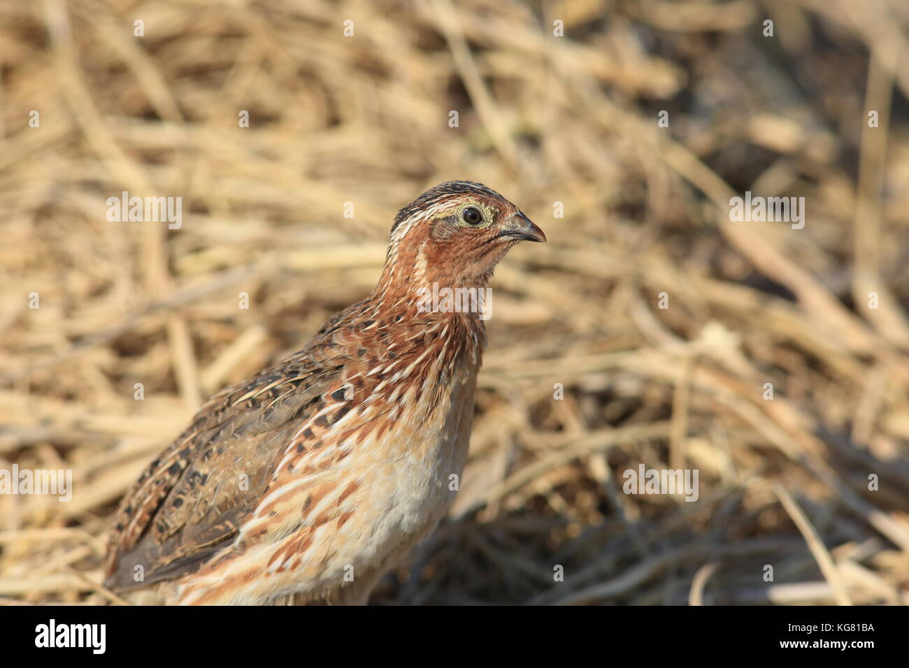 Japanese Quail Coturnix Japonica Japanese Quail