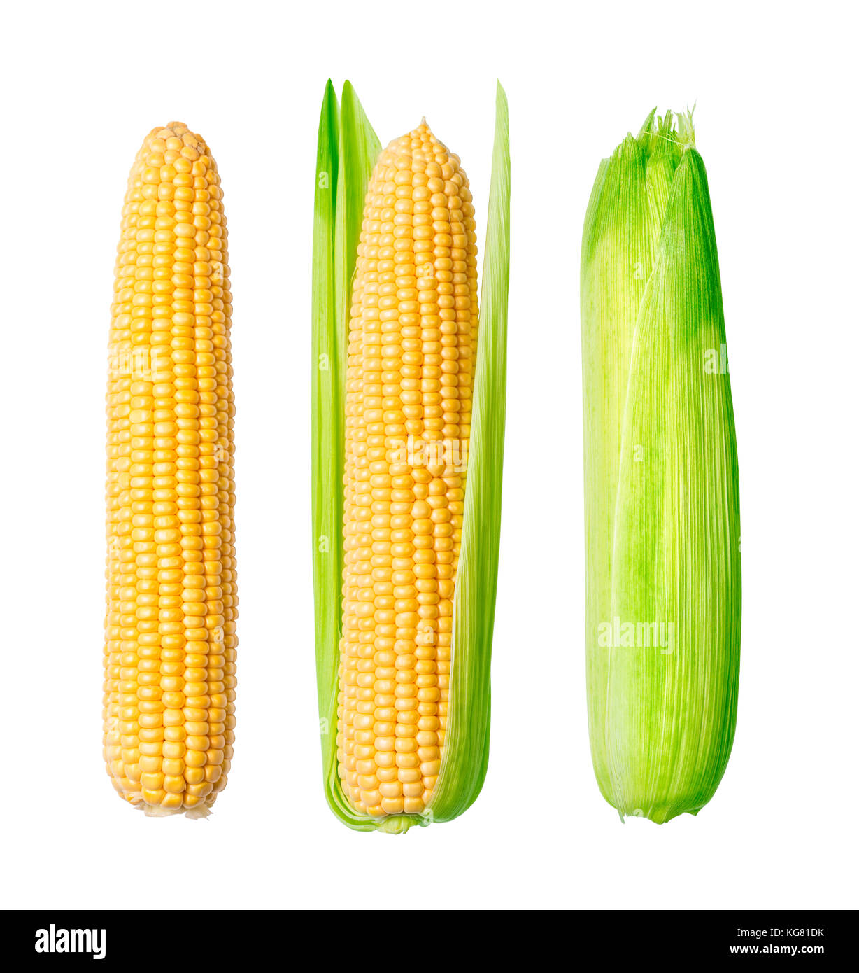 Corn isolated on a white background Stock Photo - Alamy