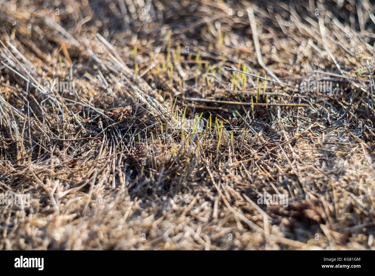 Dry grass background Stock Photo - Alamy