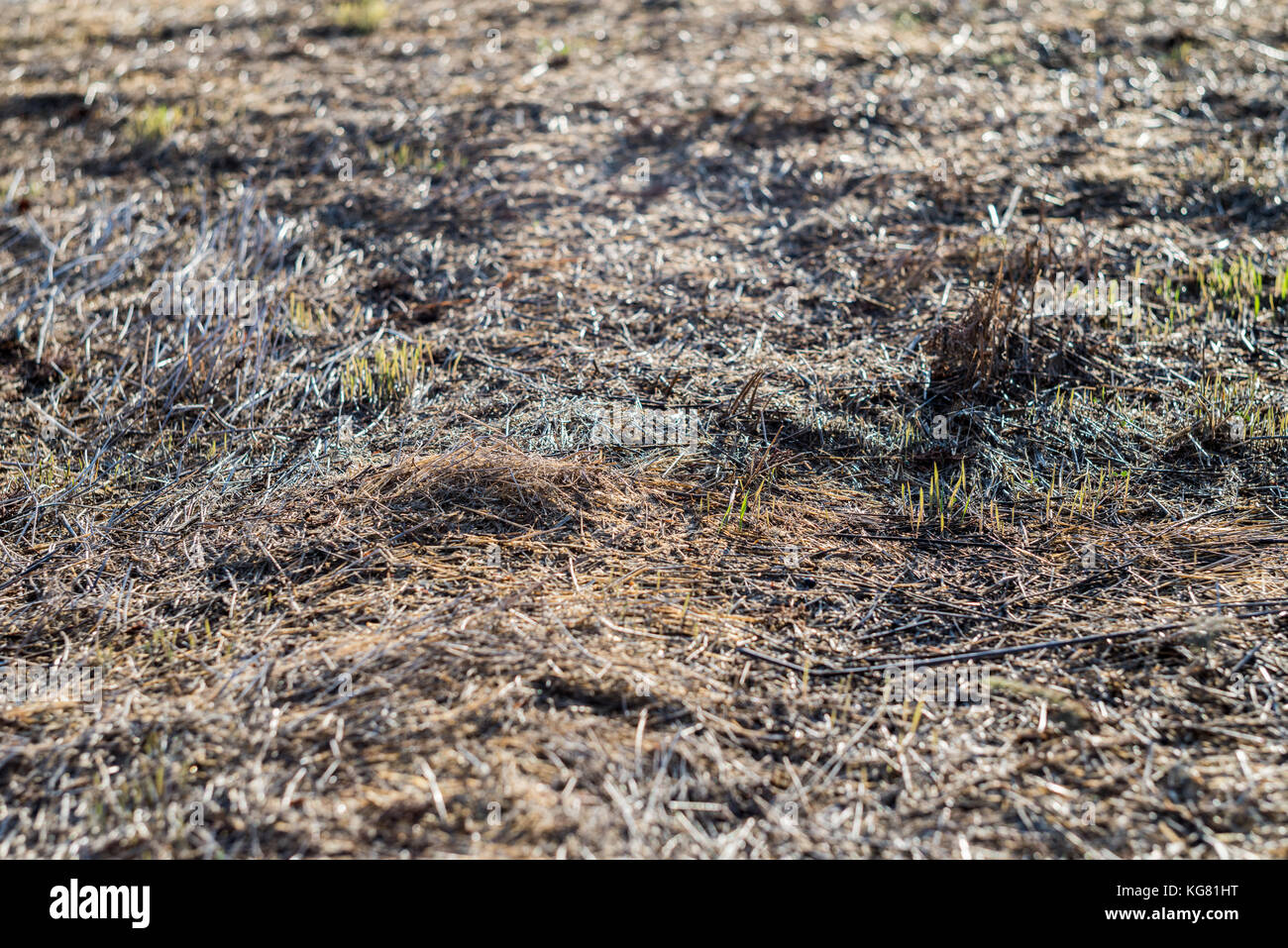 Dry grass background Stock Photo - Alamy
