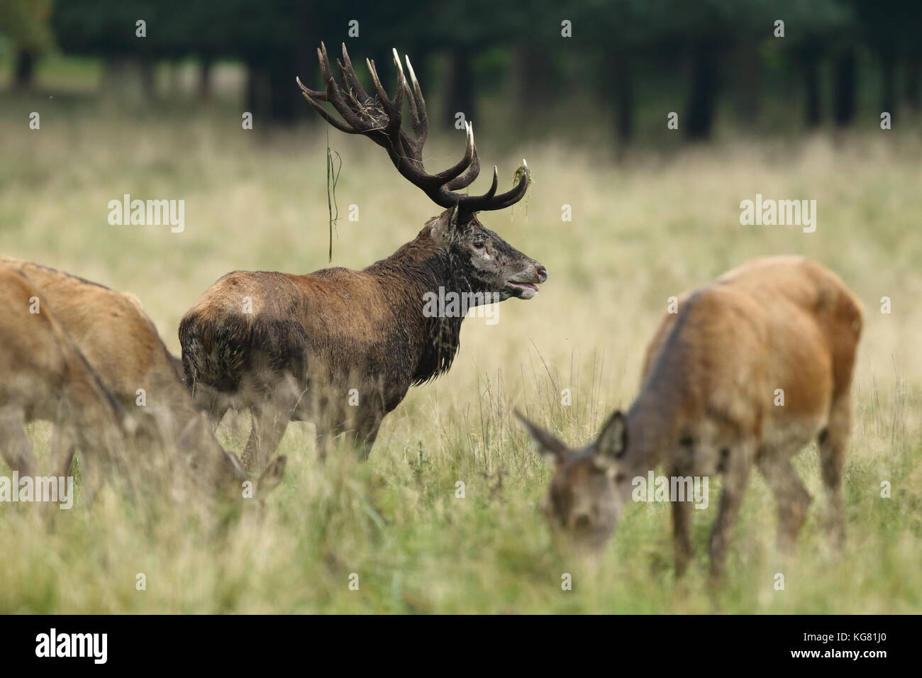Red deer Rutting season Stock Photo - Alamy