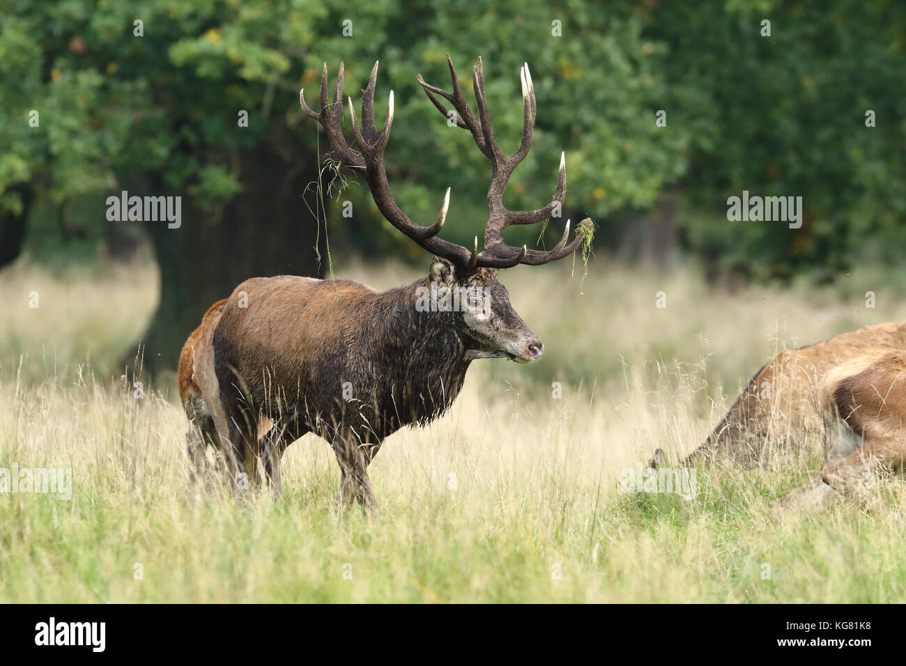 Bull with big horn hi-res stock photography and images - Alamy