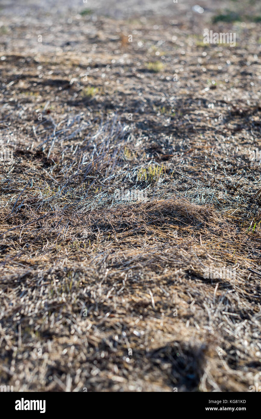 Dry grass background Stock Photo - Alamy