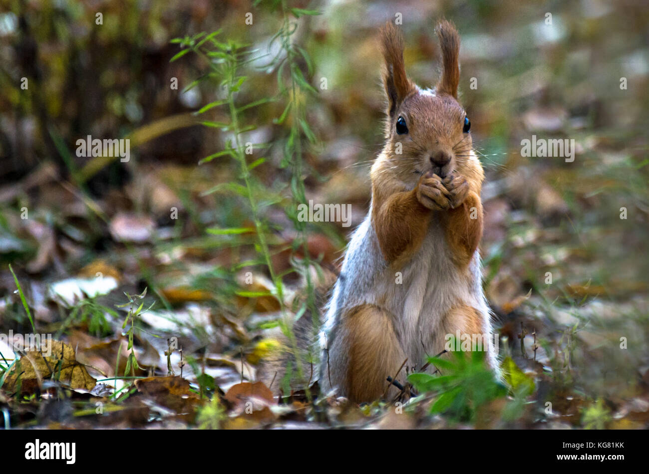 Squirrel eating the nut on the tree in the forest hi-res stock ...