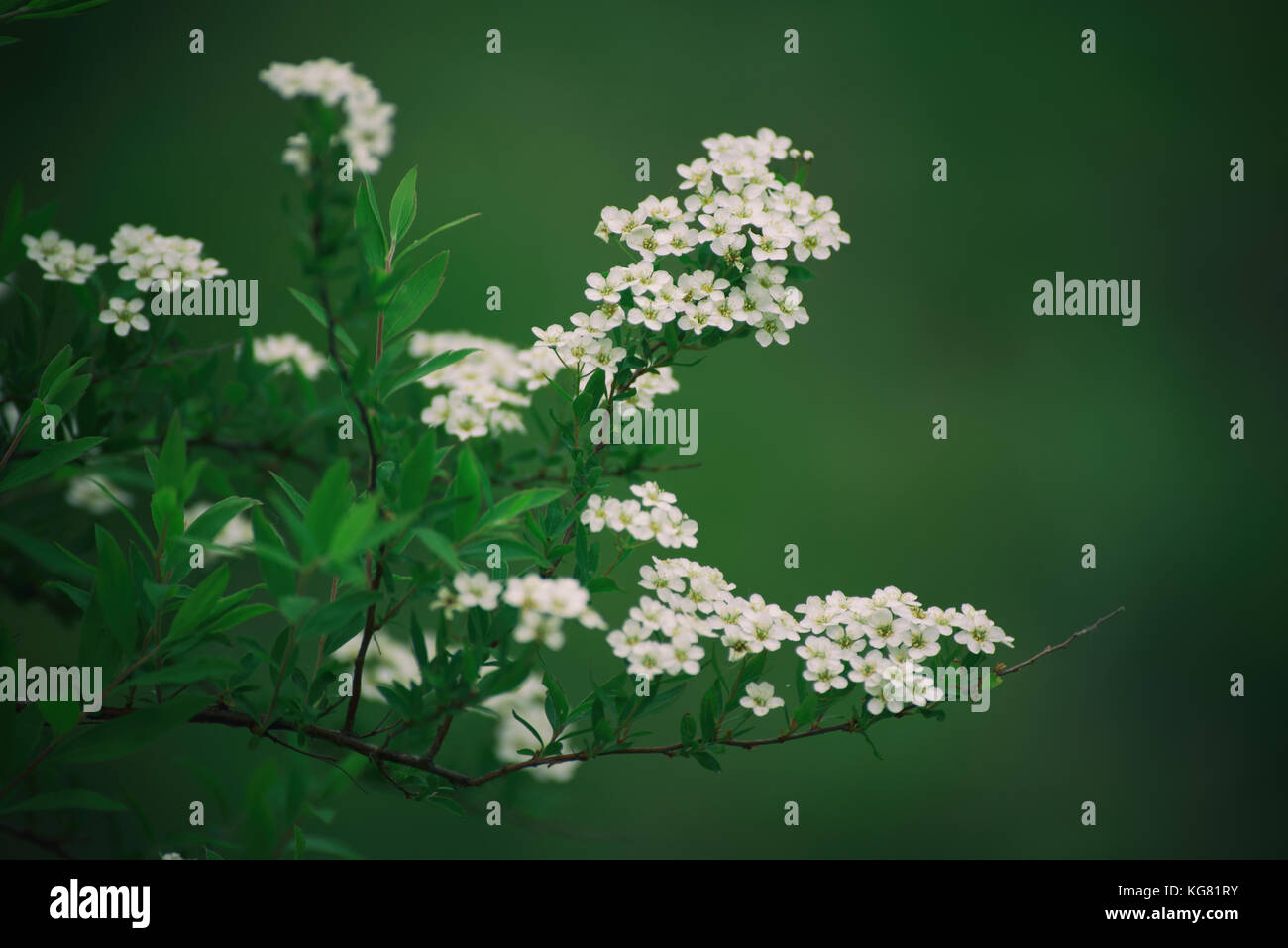 Spring white flowers Stock Photo - Alamy