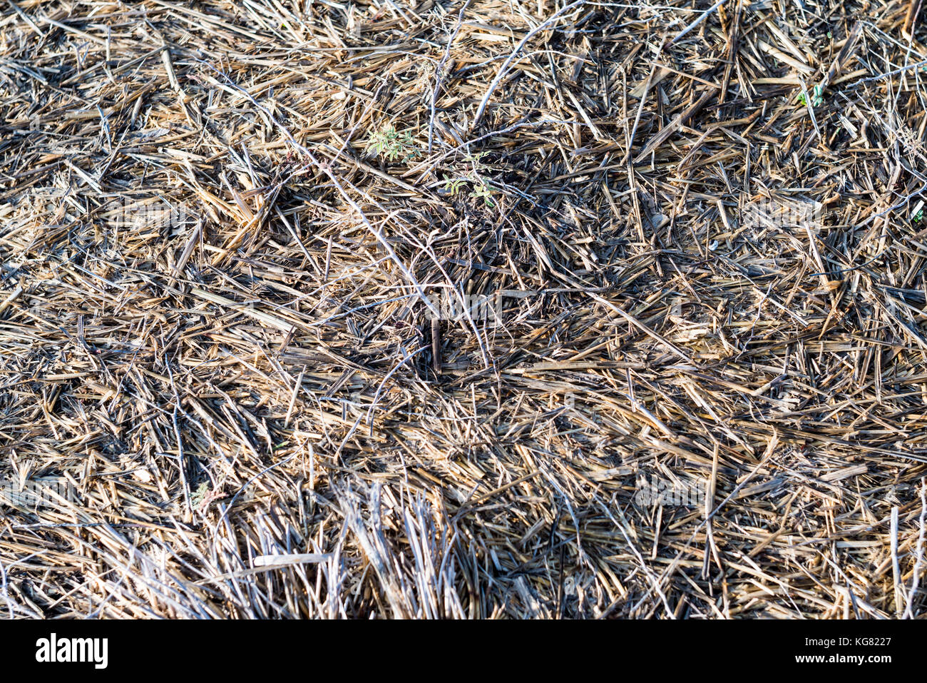 Dry grass background Stock Photo - Alamy