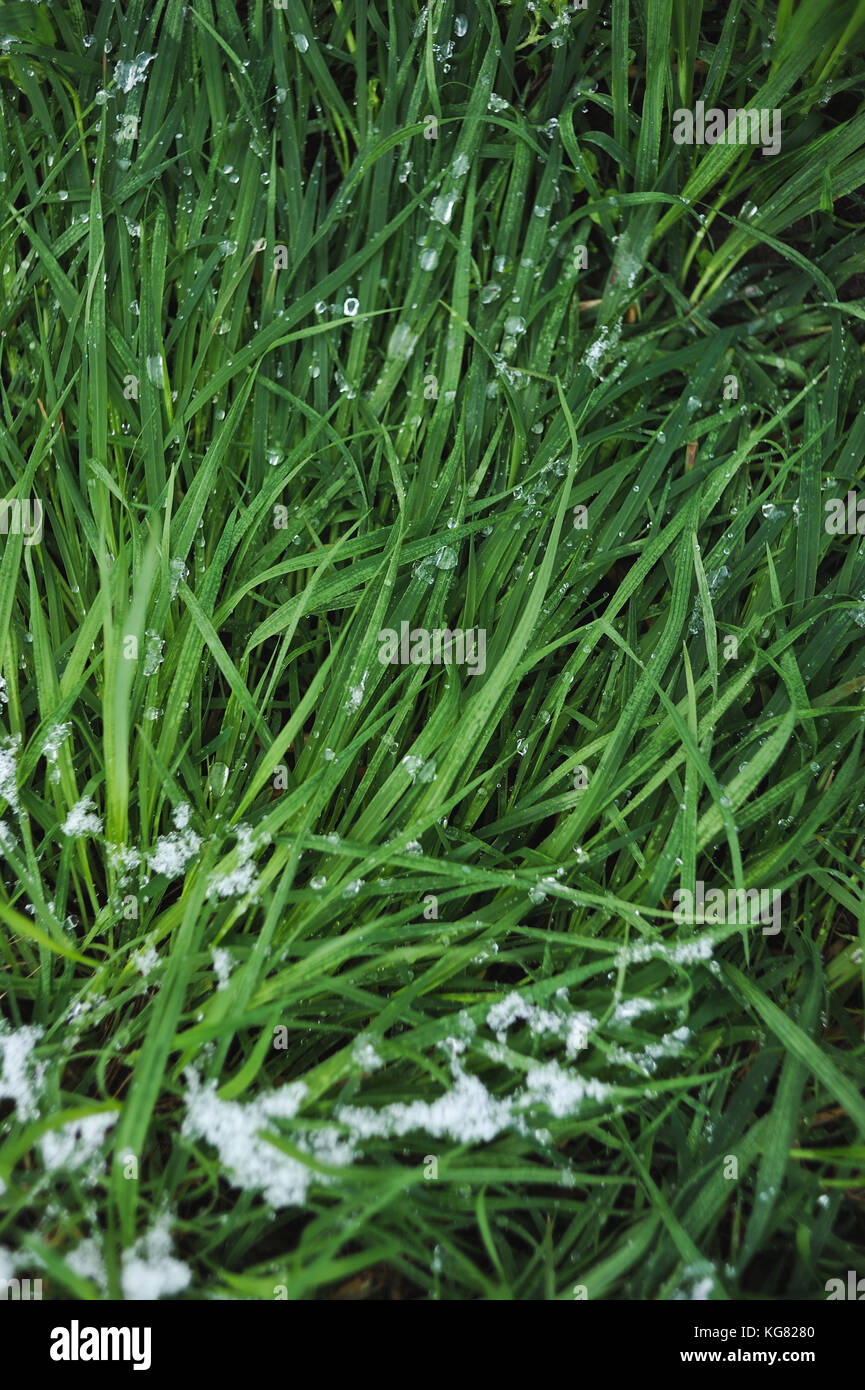 Fresh green grass covered with a light snow and icy rain drops Stock ...