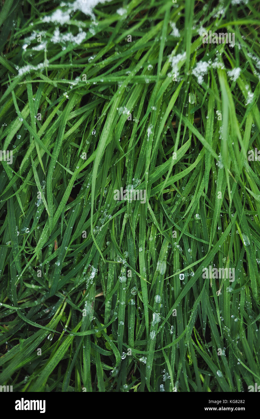 Fresh green grass covered with a light snow and icy rain drops Stock ...