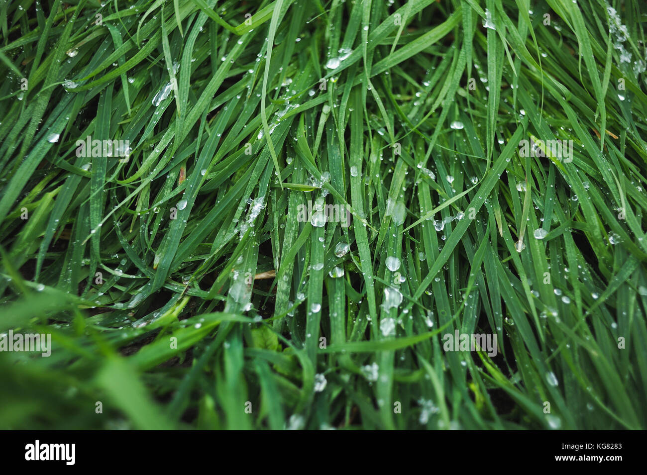 Fresh green grass covered with a light snow and icy rain drops Stock ...