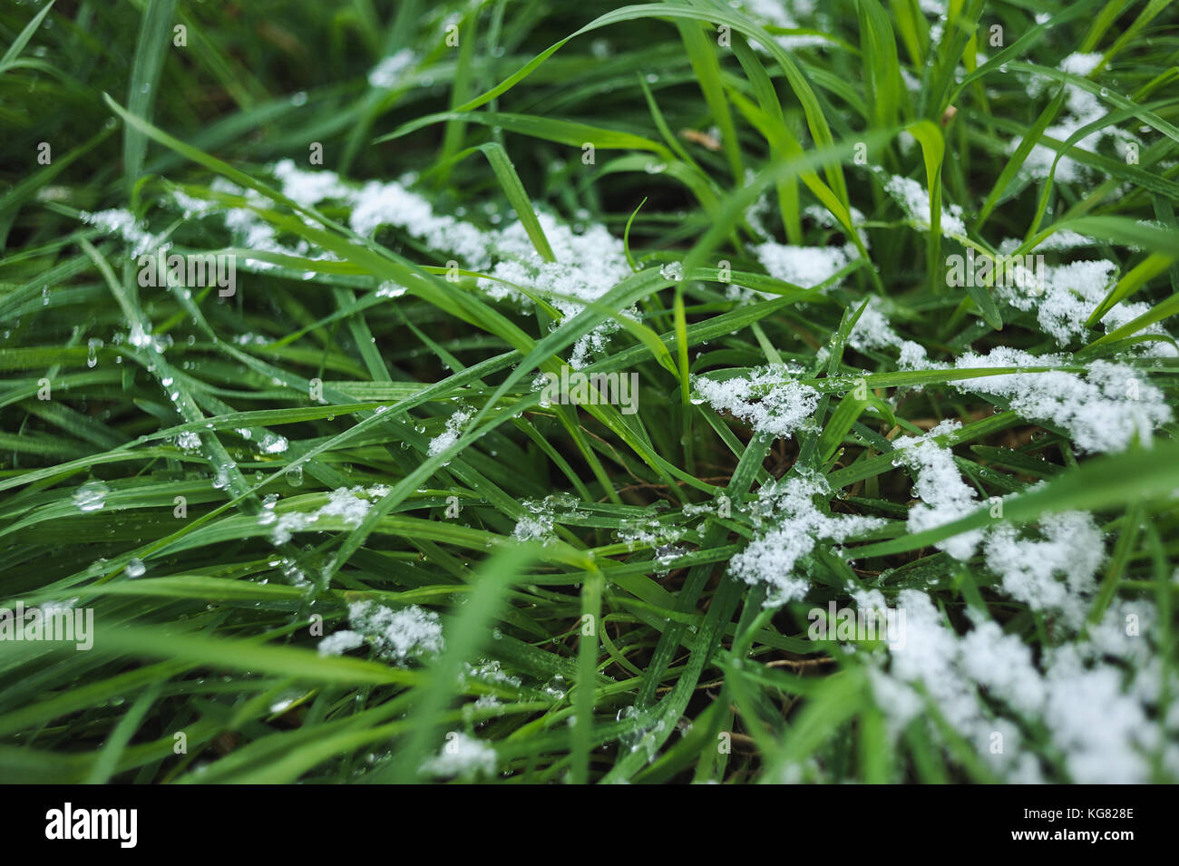 Fresh green grass covered with a light snow and icy rain drops Stock ...