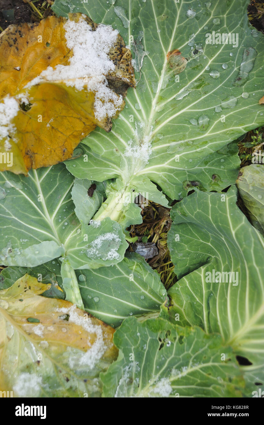 Old, wilted cabbage leaves covered with snow Stock Photo - Alamy