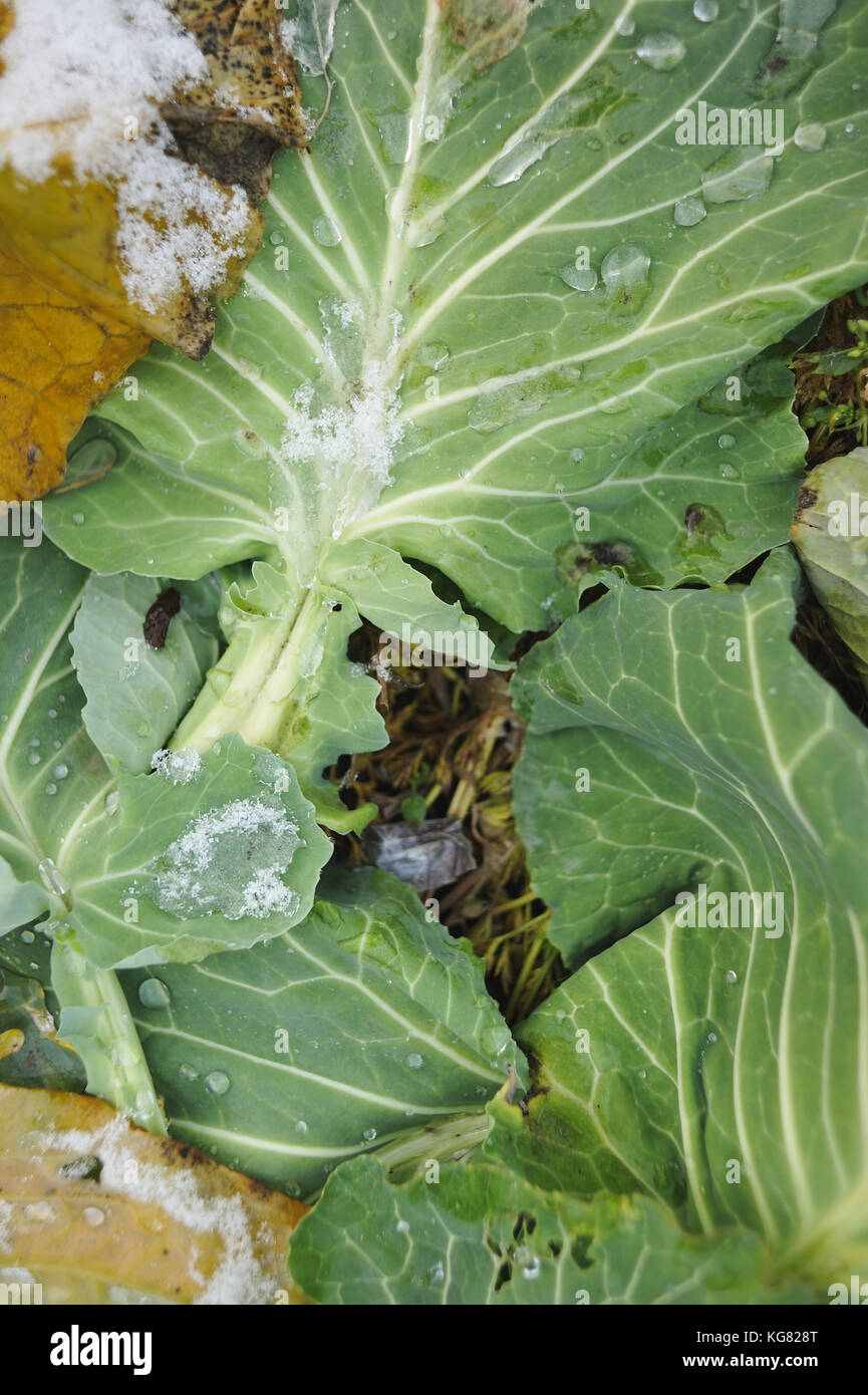 Old, wilted cabbage leaves covered with snow Stock Photo - Alamy
