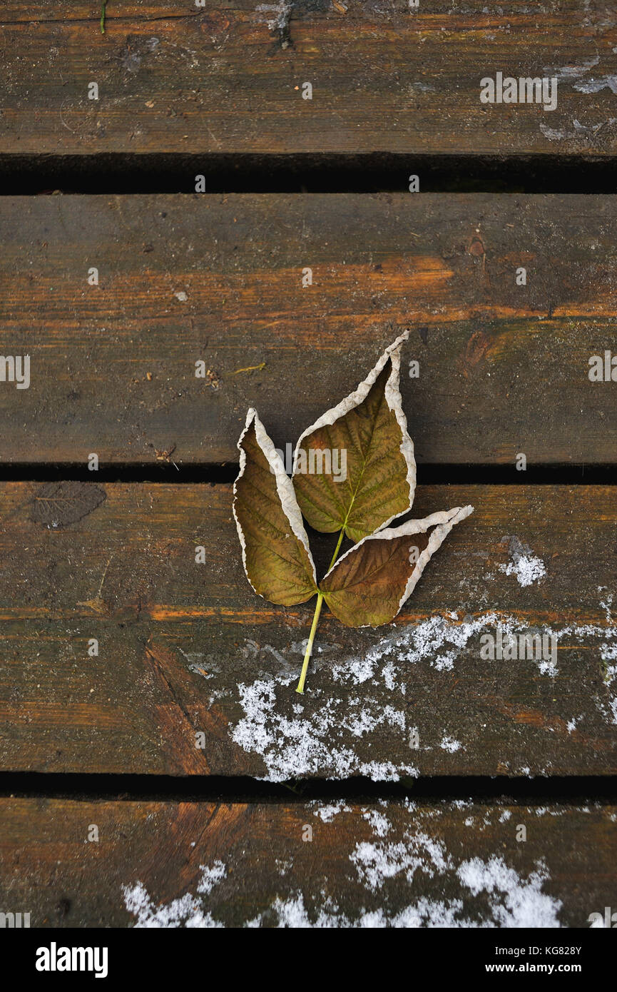 Dried raspberry leaf closeup on wooden walkway Stock Photo - Alamy