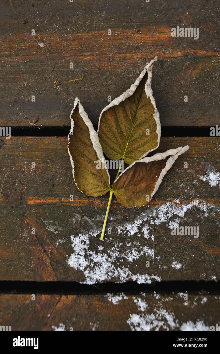Dried raspberry leaf closeup on wooden walkway Stock Photo - Alamy