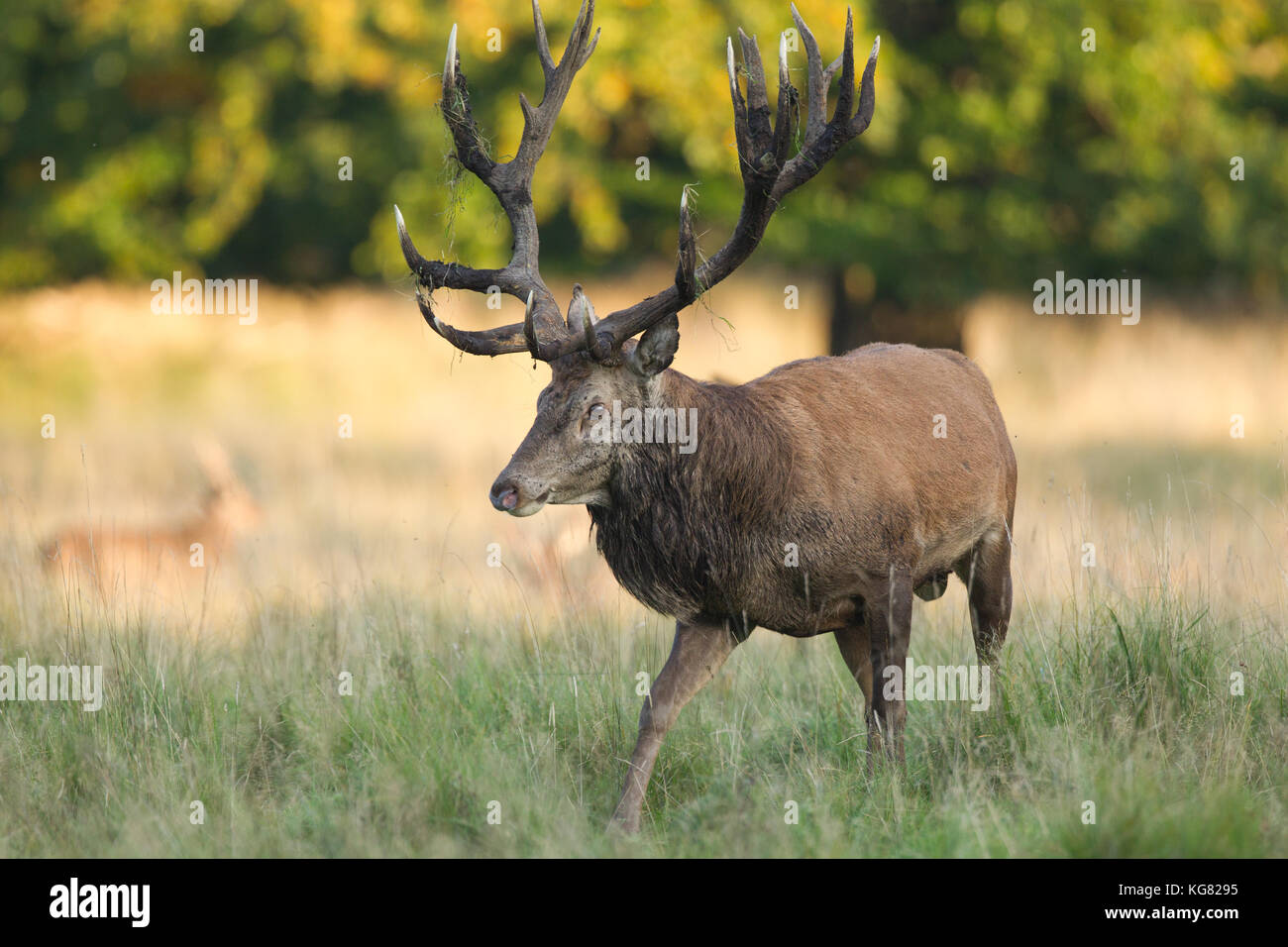 Red deer Rutting season Stock Photo - Alamy